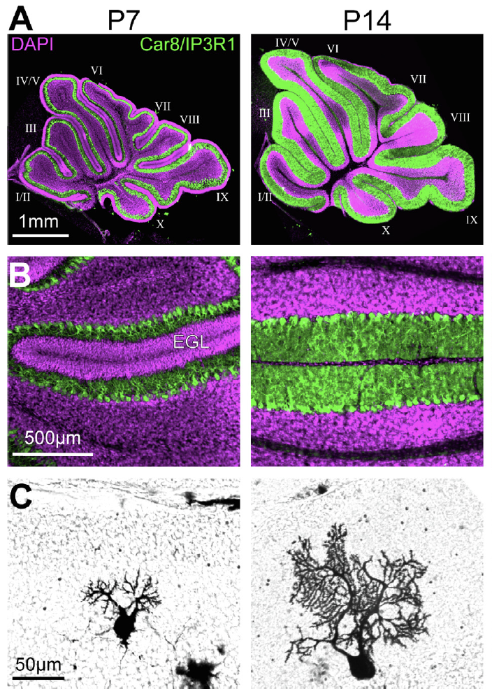 We publish – Van Der Heijden Lab